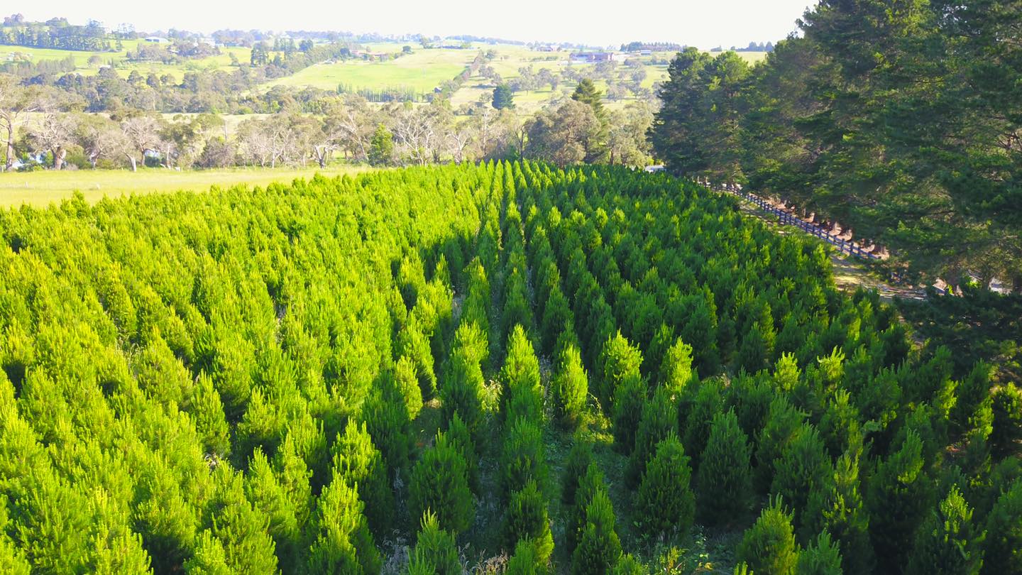 Real Christmas Trees Melbourne – Maybloom Christmas Tree Farm